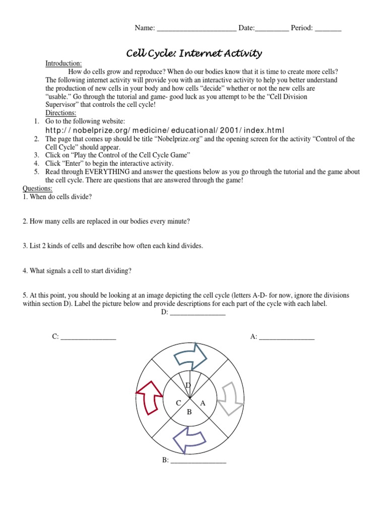 Cell Cycle & Mitosis Activities | PDF | Mitosis | Cell Cycle