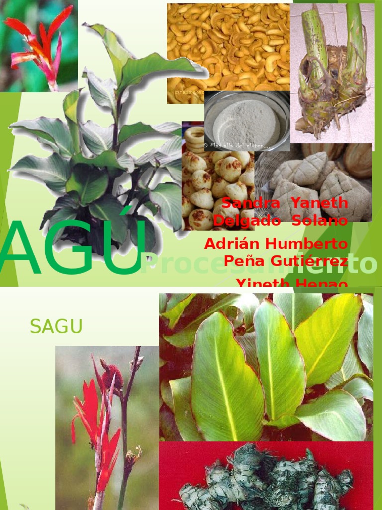 Procesamiento y Usos del Almidón de Sagú | PDF | Panes | Comida y bebida