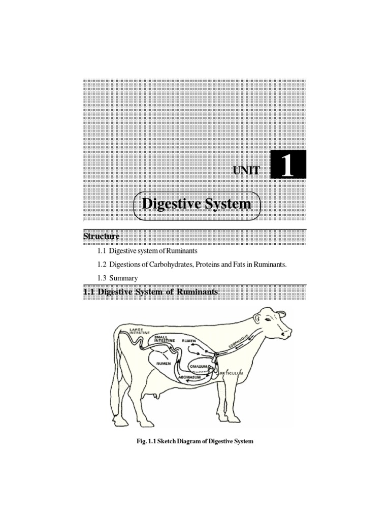 Dairy Paper II | PDF | Ruminant | Digestion