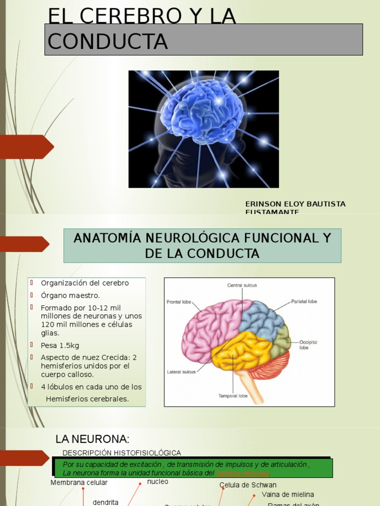 El Cerebro y La Conducta | PDF | Tálamo | Sistema nervioso