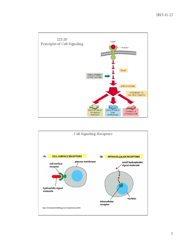Principles of Cell Signaling Overview | PDF