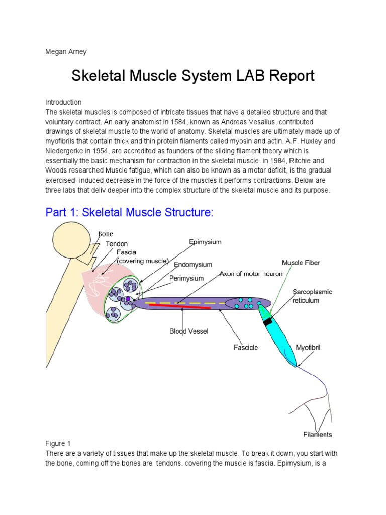 Skeletal Muscle System LAB Report | PDF | Skeletal Muscle | Muscle ...