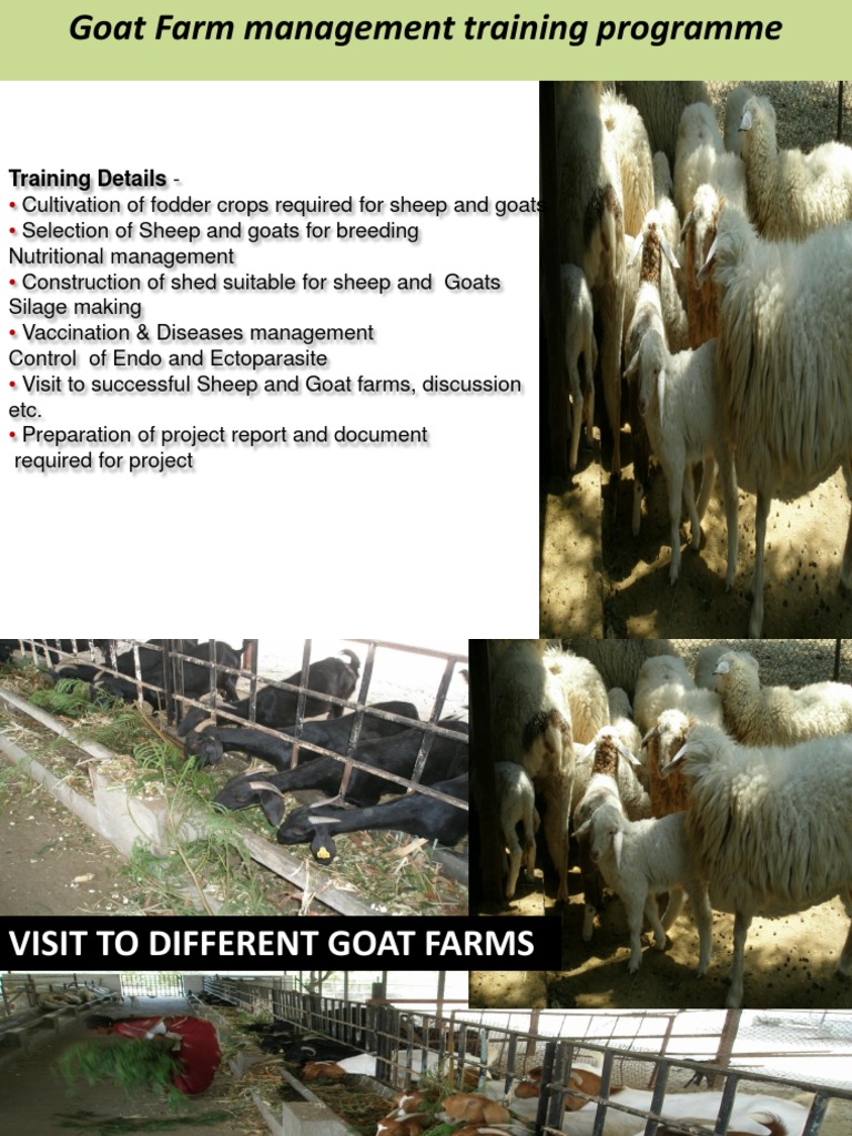 Goat Farming PDF | PDF