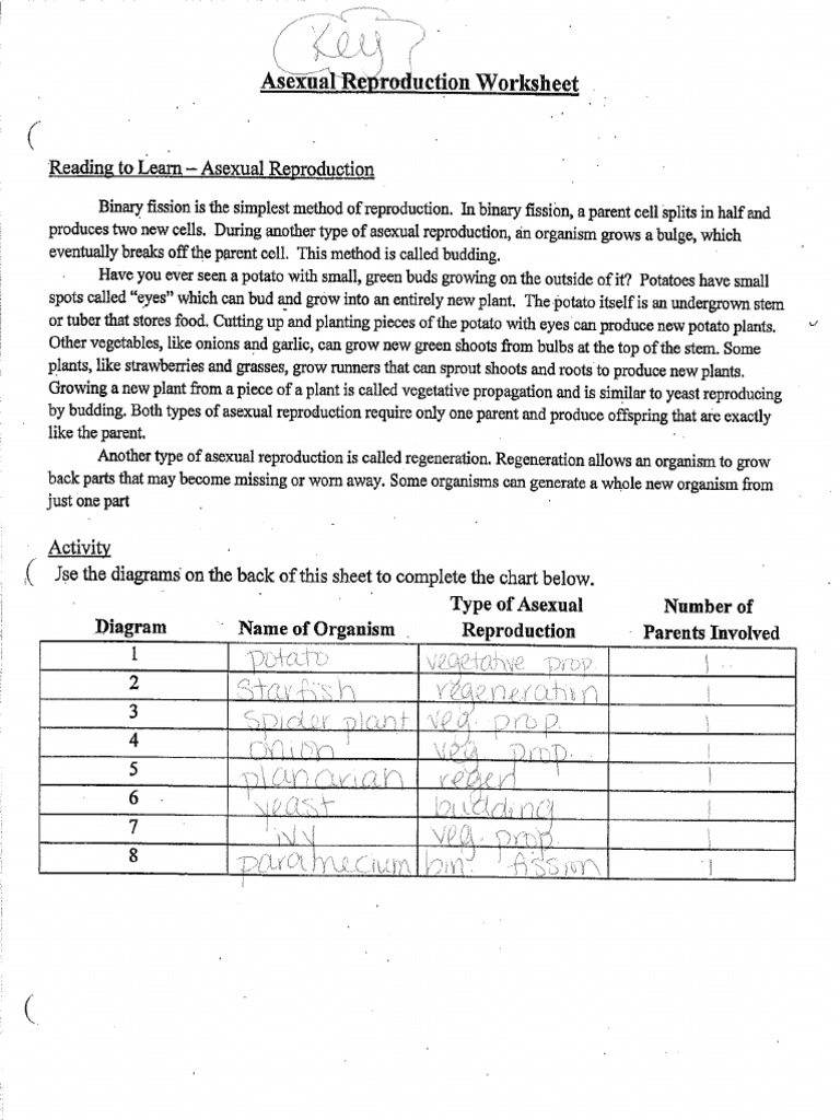 Asexual Reproduction Worksheet High School