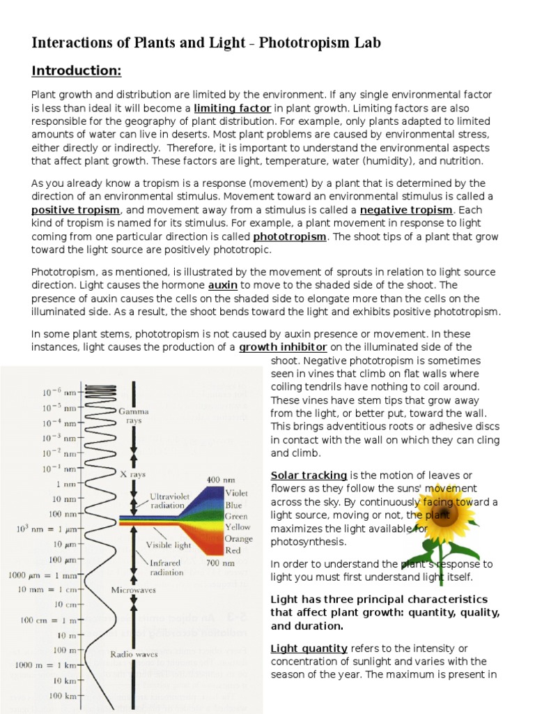 Phototropism Lab | PDF | Botany | Branches Of Botany