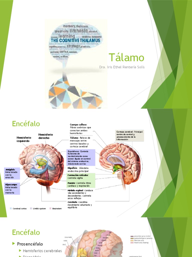 el talamo | Tálamo | Corteza cerebral