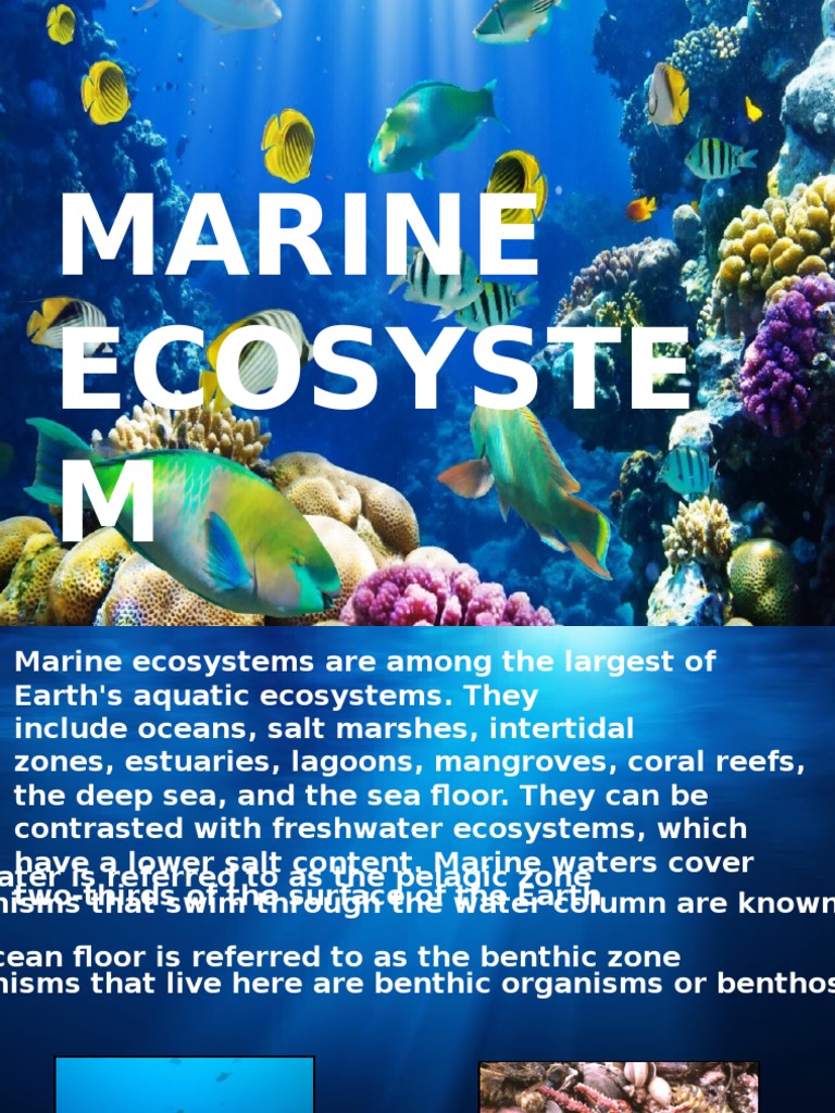 Evs Project Marine Ecosystem | PDF | Marine Biology | Benthic Zone