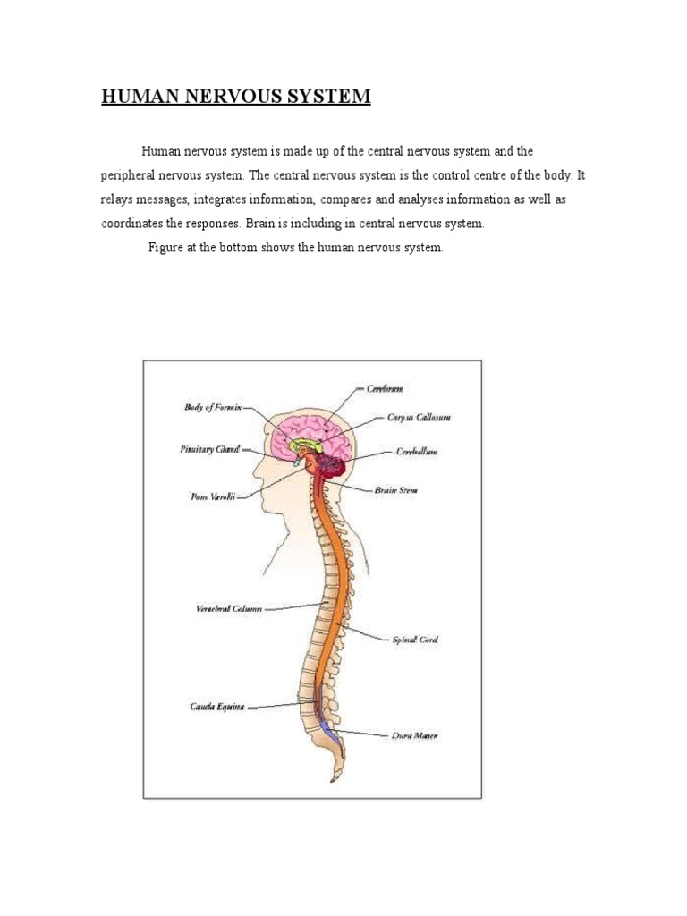 Science Exhibition | PDF | Nervous System | Central Nervous System
