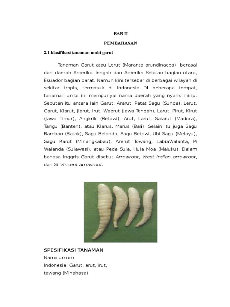 Pengolahan Umbi Garut | PDF