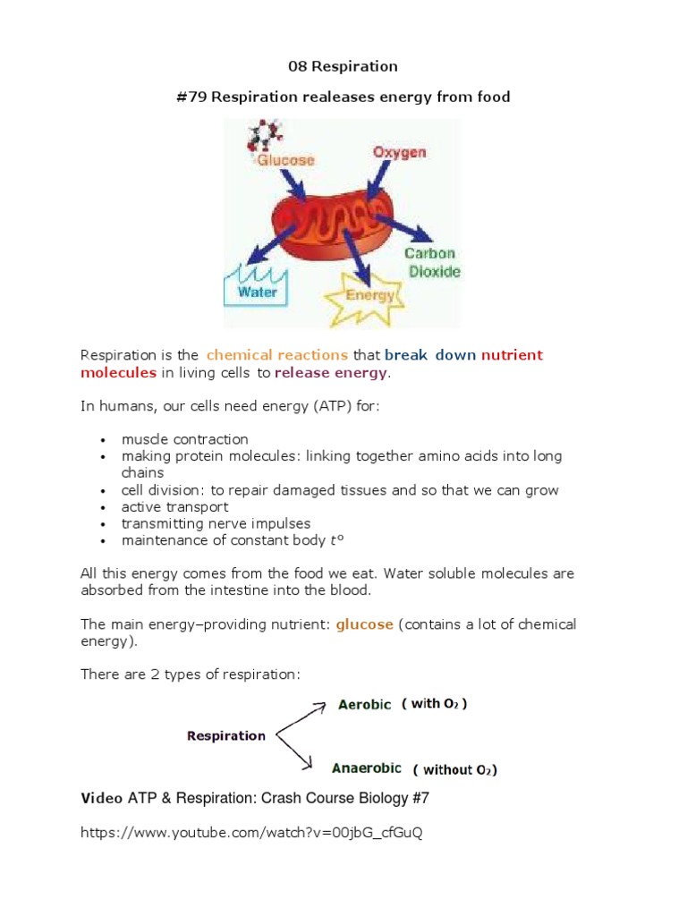 08 Respiration Biology Notes IGCSE 2014 | PDF