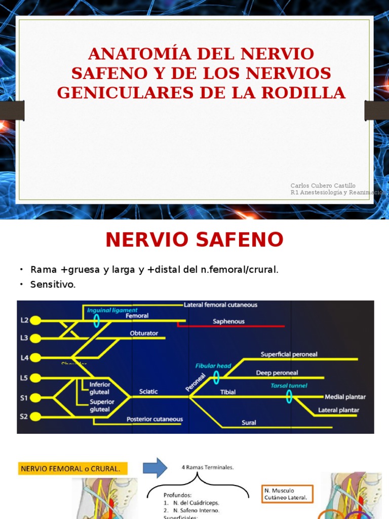 Anatomia Nervio Safeno y Geniculares Rodilla | PDF