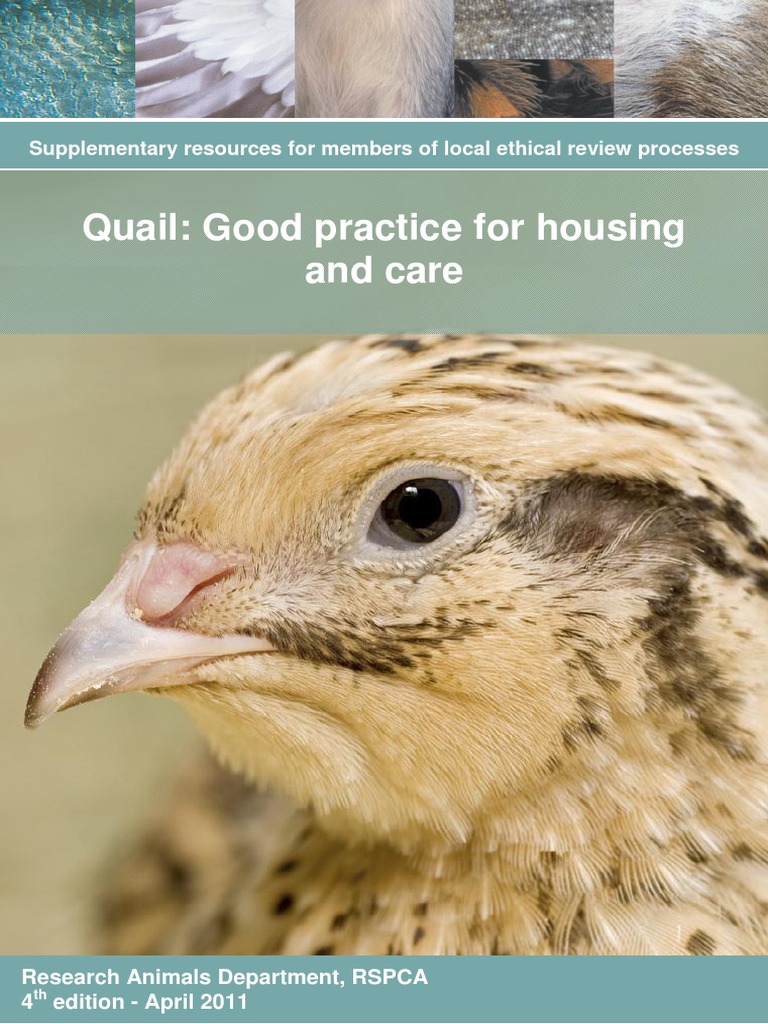 Quail Farming | PDF | Birds | Chicken