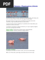 La Parihuana o Flamenco Andino | PDF | Aves holarctic | Ornitología