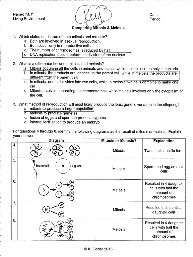 Comparing Mitosis Meiosis Key | PDF