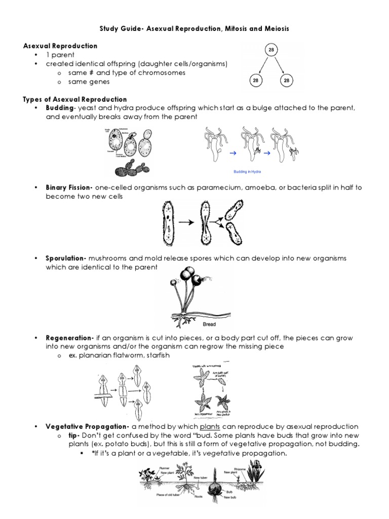 Asexual Reproduction & Cell Division Guide | PDF | Meiosis | Mitosis