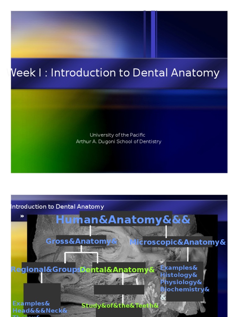 IPT Intro To Dental Anatomy Tooth Dental Dentistry | PDF | Dental ...