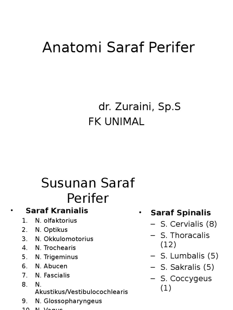 Anatomi Saraf Perifer | PDF | Neuroanatomy | Organ (Anatomy)
