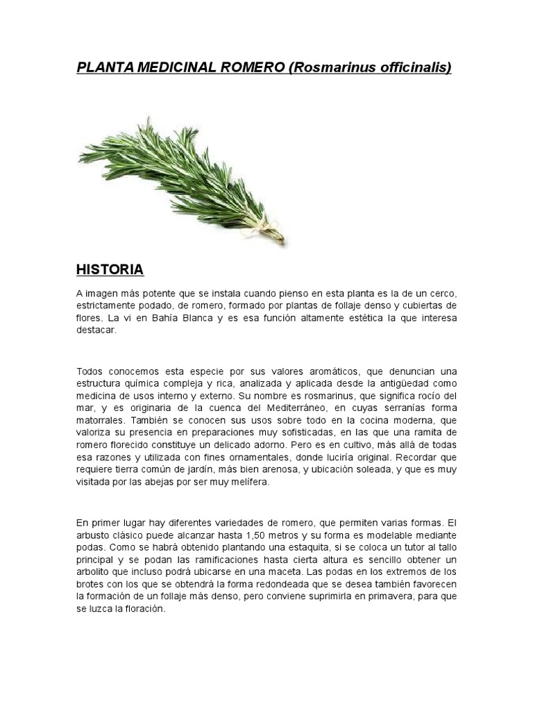 Historia y usos del romero medicinal | PDF | Plantas | Botánica