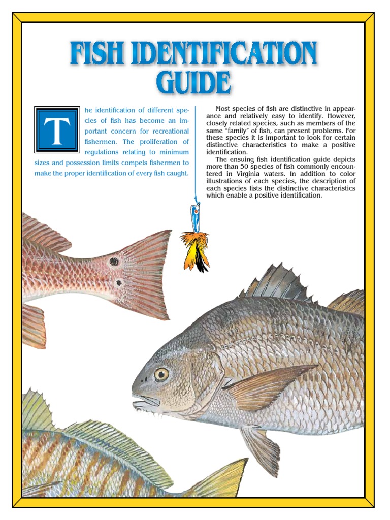 Fish Guide | PDF | Tuna | Perciformes