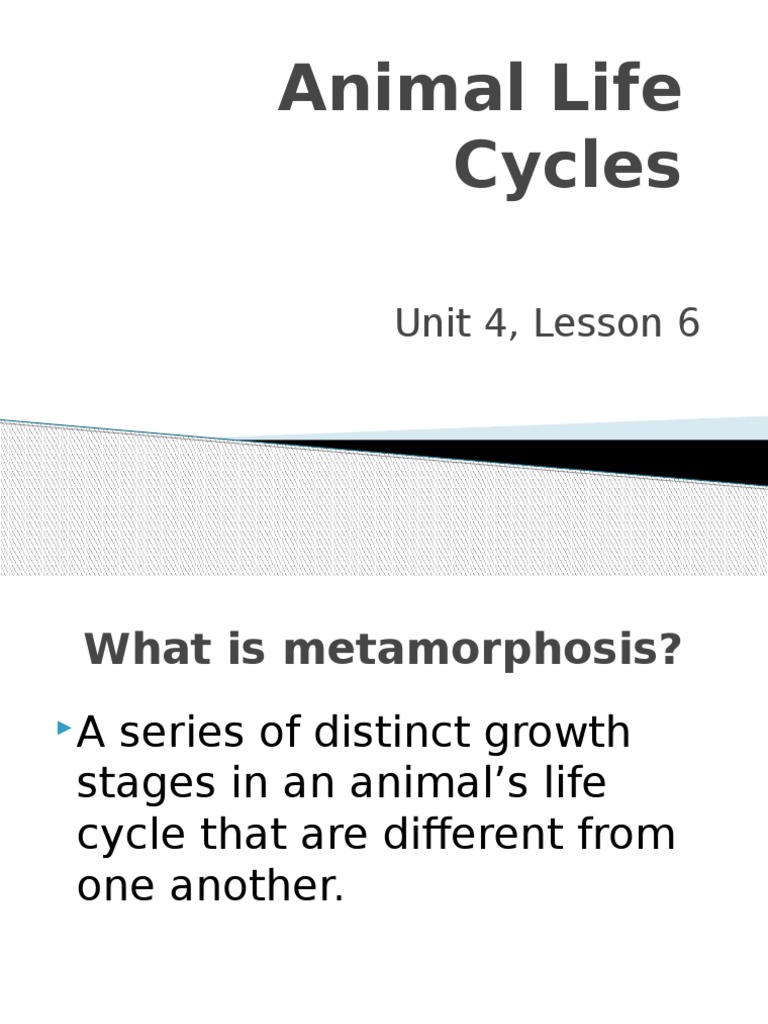 Animal Life Cycles Unit 4 Lesson 6 | Egg | Biological Interactions