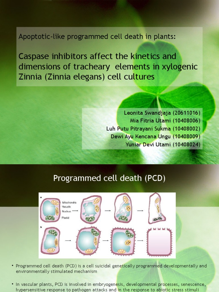 Apoptotic-like Programmed Cell Death in Plants | Enzyme Inhibitor ...
