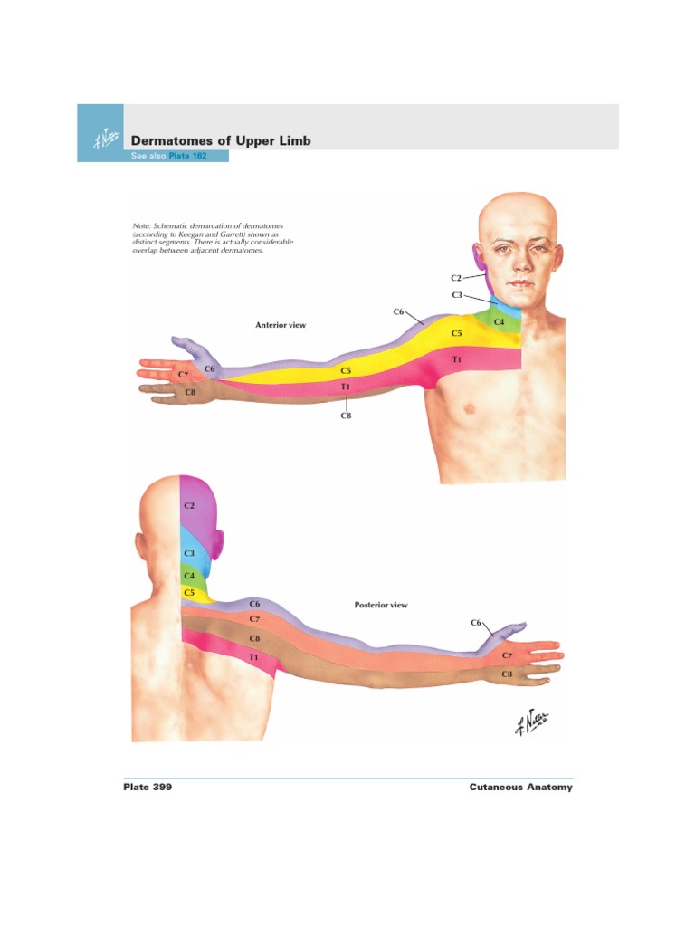 Lower Extremity Dermatomes Netter