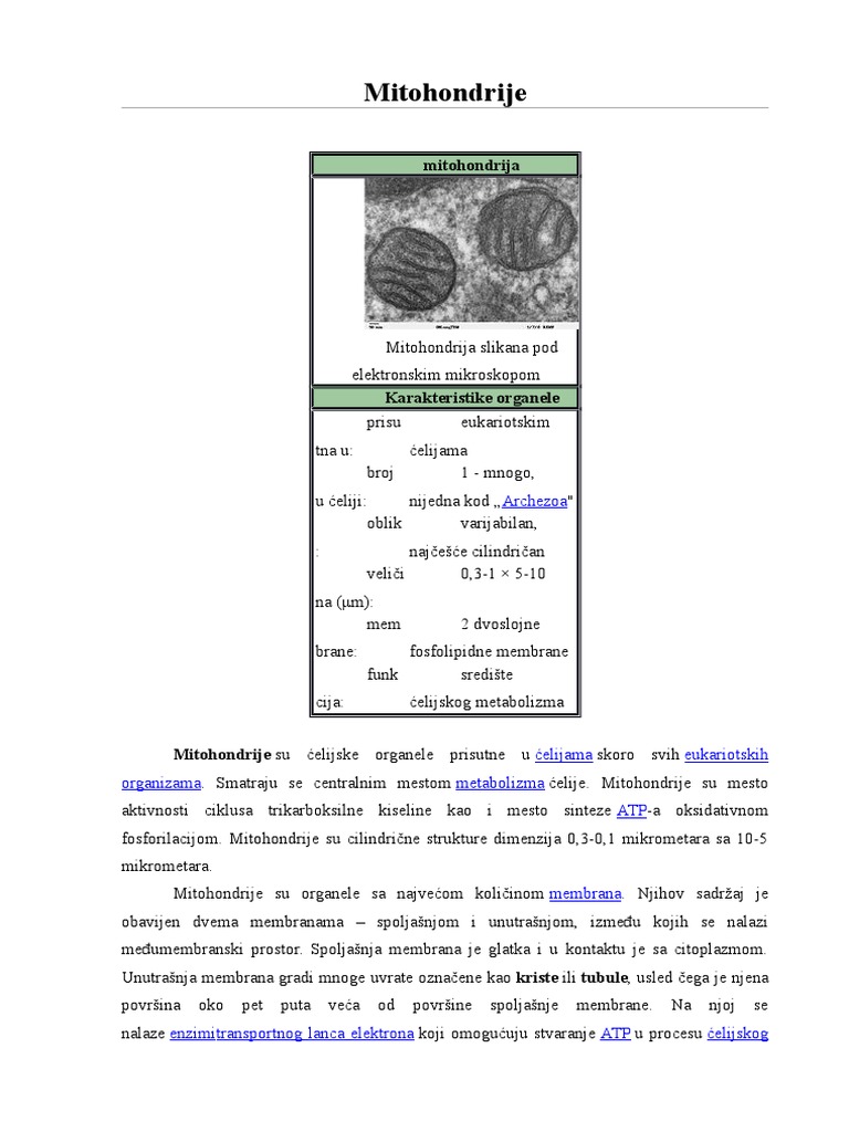 Mitohondrije | PDF
