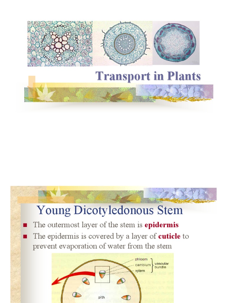Plant Transport Mechanisms Explained | PDF | Leaf | Branches Of Botany