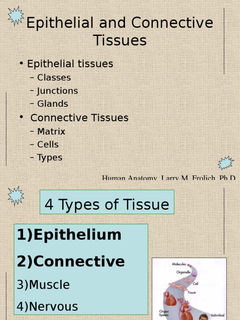 Lcture Notes - Tissues | PDF | Epithelium | Tissue (Biology)