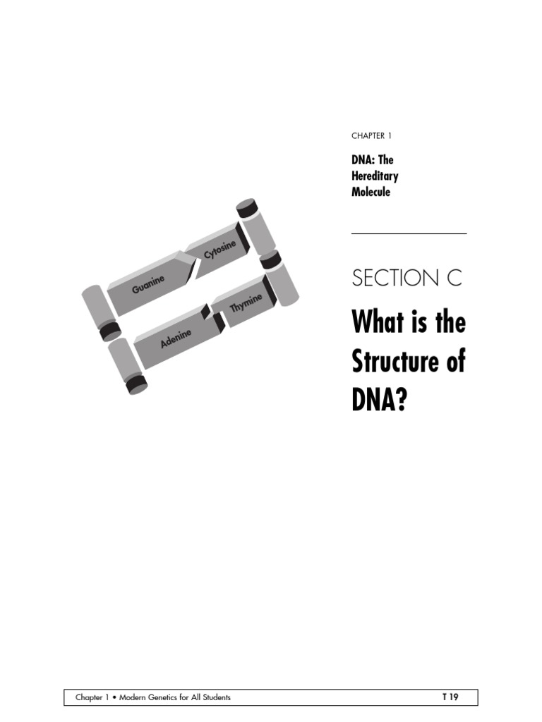 DNA Structure | PDF | Base Pair | Dna