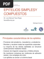 05 Tejidos Epiteliales III Especializaciones Del Dominio Basolateral ...