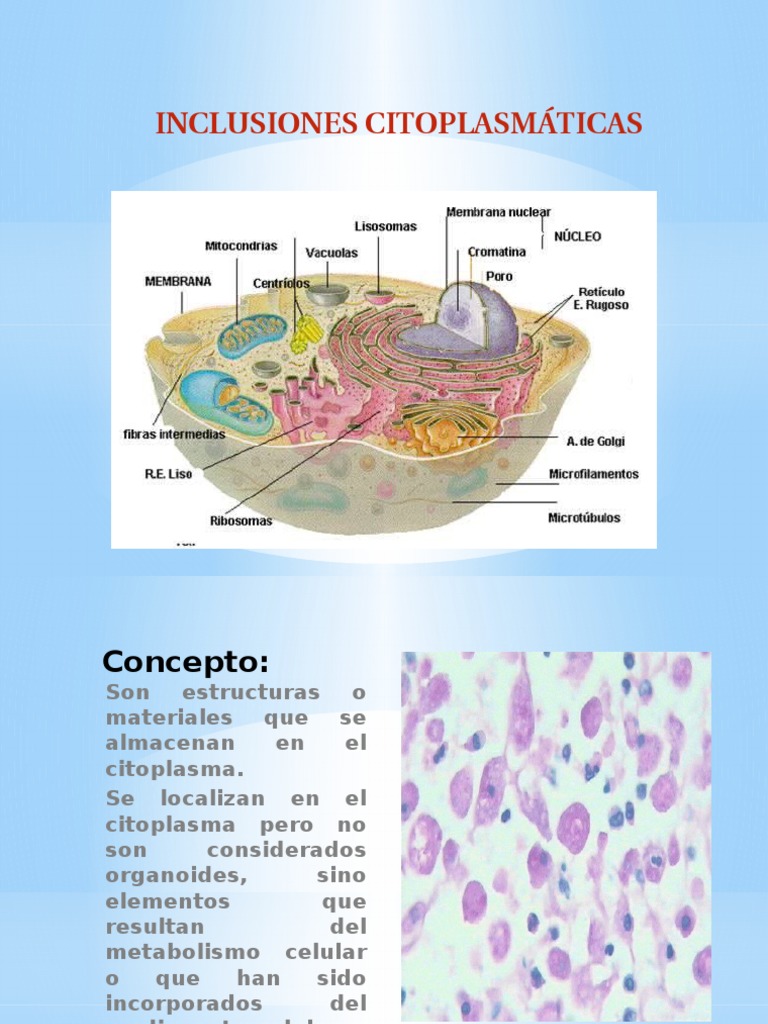 inclusiones citoplasm | Ribosoma | Retículo endoplásmico