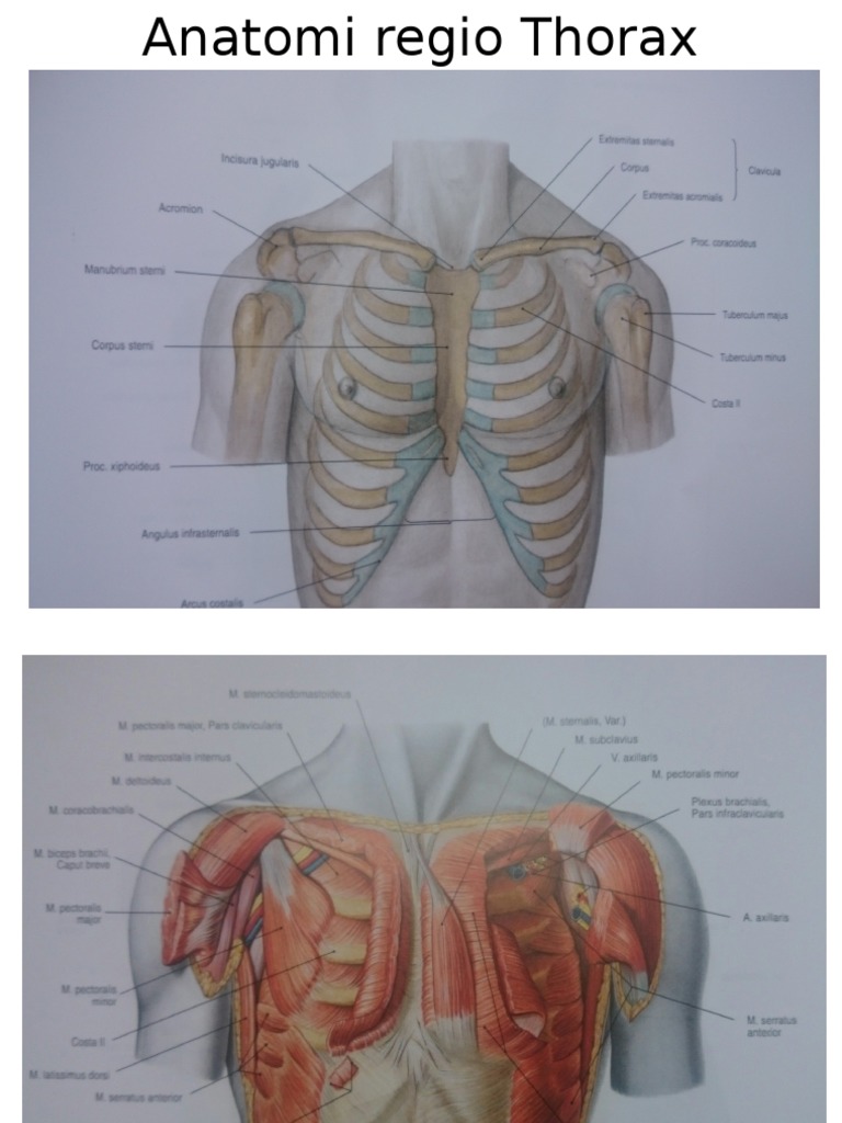 Anatomi Regio Thorax | PDF