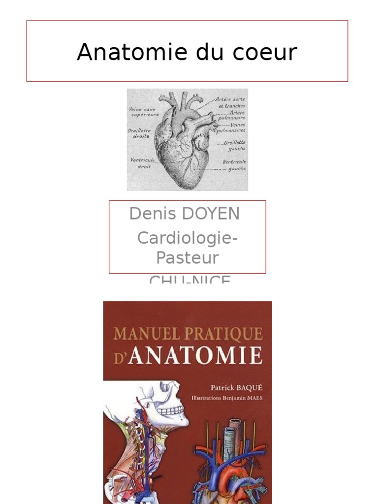 Anatomie Du Coeur | Atrium (anatomie) | Cœur