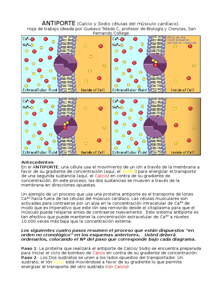 Antiporte Simporte-fisiologia-transporte membrana | Membrana celular ...