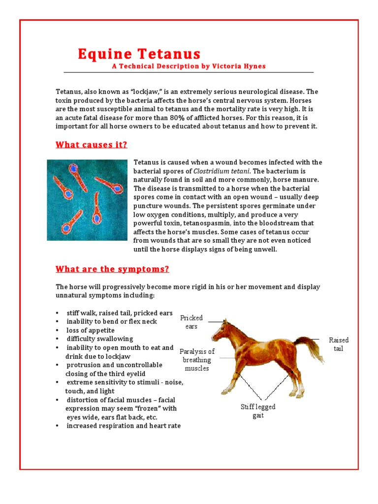 Equine Tetanus 202C | Medical Specialties | Clinical Medicine