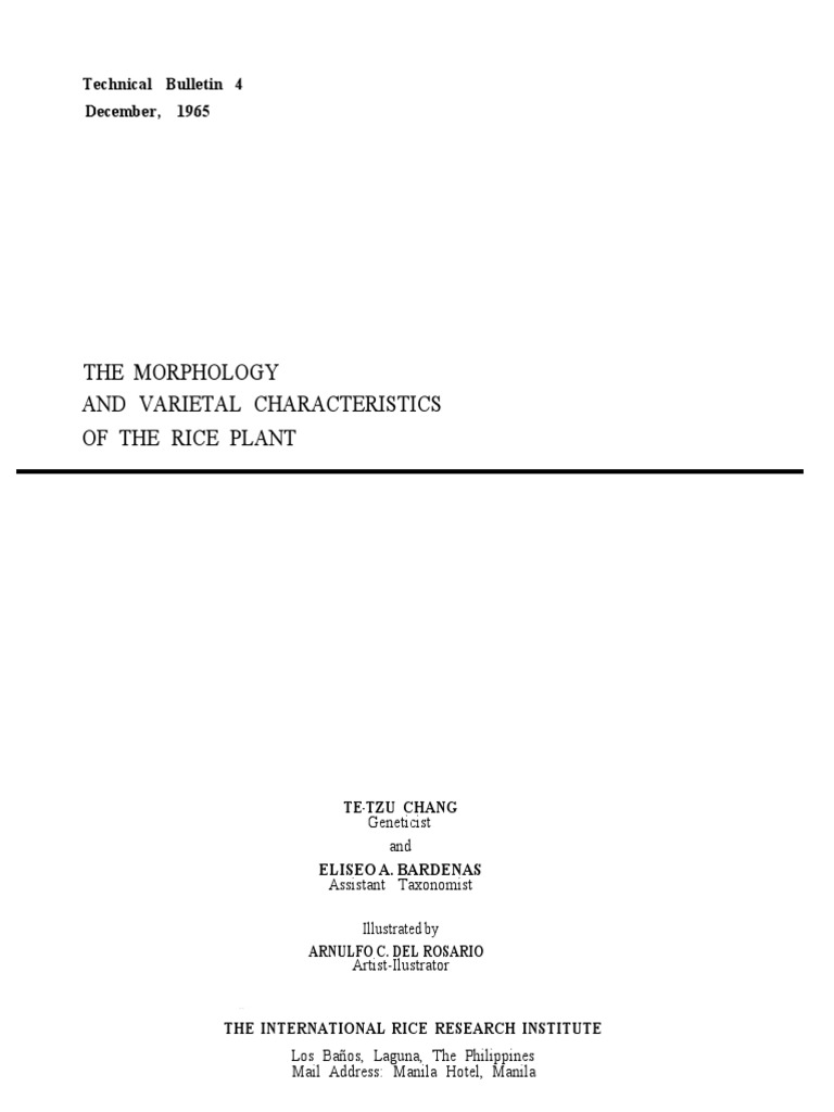Morphology of The Rice Plant | PDF | Seed | Rice