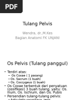 Anatomi Pelvis: Struktur dan Fungsi | PDF