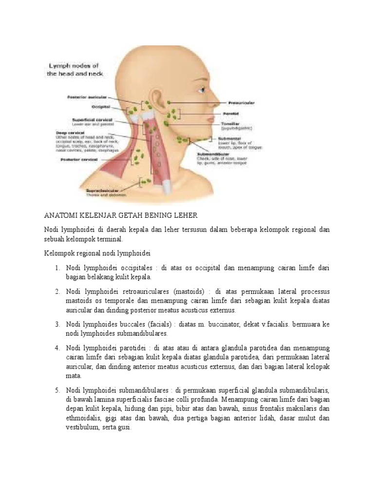 Anatomi Kelenjar Getah Bening Leher | PDF | Kajian Bahasa Asing