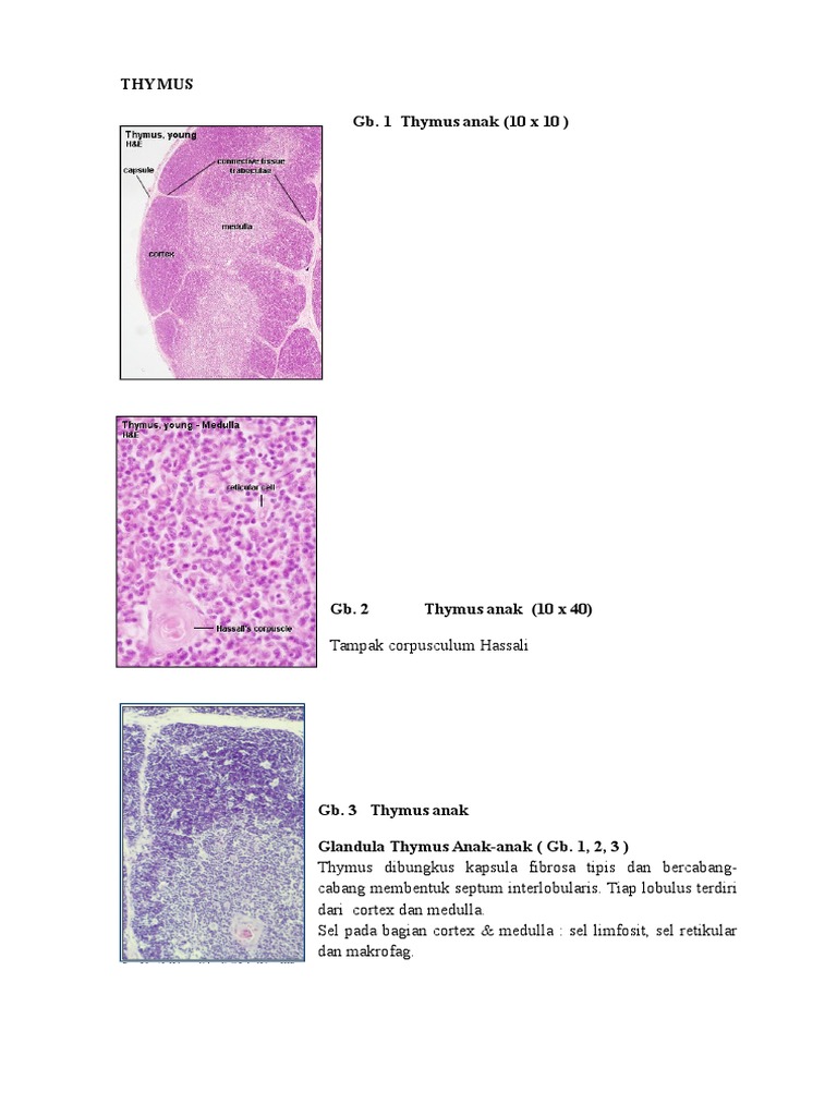 Histo Organ Limfoid | PDF