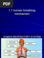 Bell Jar Model of Breathing Mechanics | PDF | Breathing | Lung