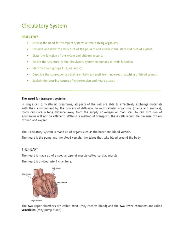 Circulatory System Notes | PDF | Blood Type | Heart