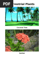 Observation of Mongo | PDF