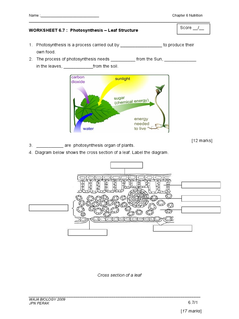 WORKSHEET 6.7: Photosynthesis – Leaf Structure: Name ...