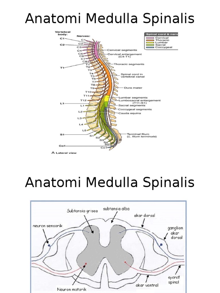 Spinalis