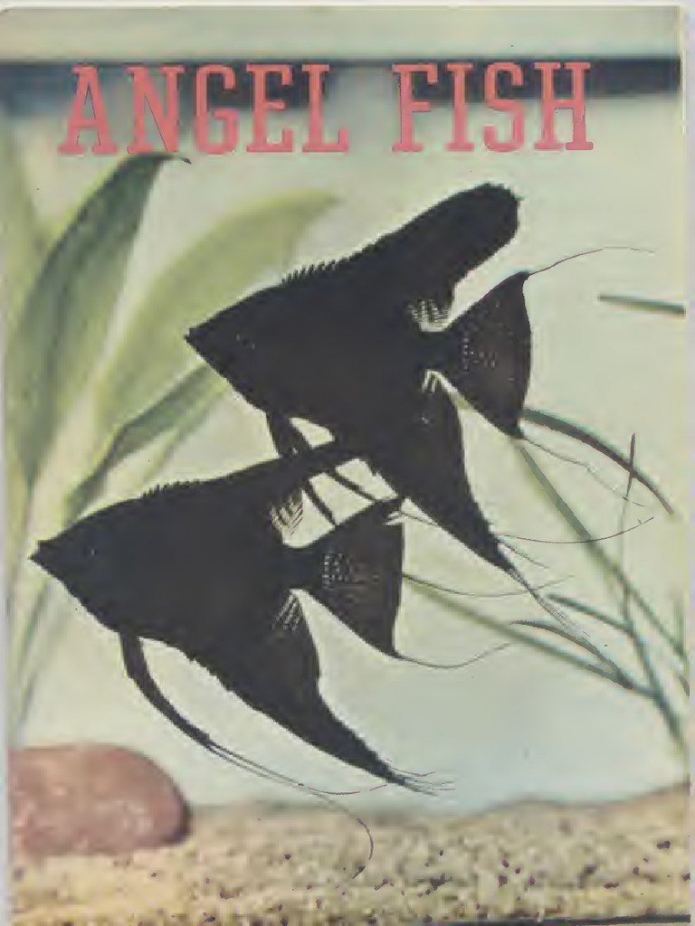 Angel Fish 1956 PDF | PDF | Spawn (Biology) | Fishkeeping