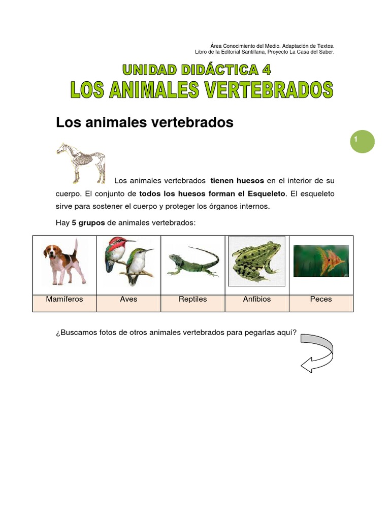 5 Los Animales Vertebrados (Unidad 4) | PDF | Pescado | Anfibio
