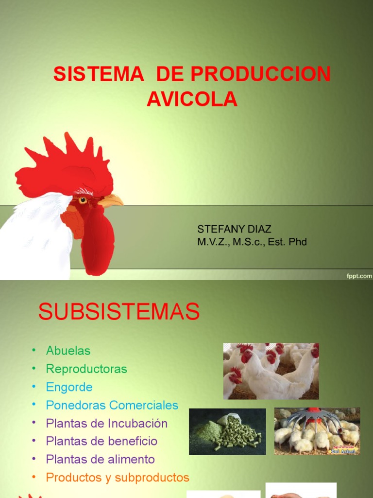Sistema Aviola 4 | PDF | Aves | Carne