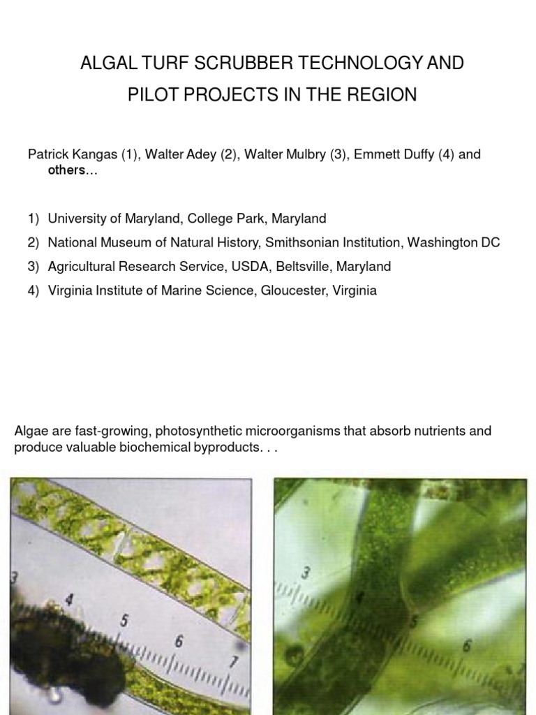 Algal Turf Scrubber Technology | Algae | Systems Ecology