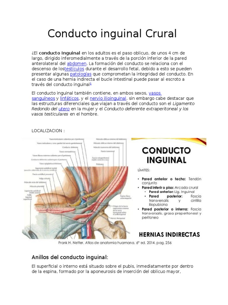 Conducto Inguinal Crural | PDF | Anatomía humana | Anatomía